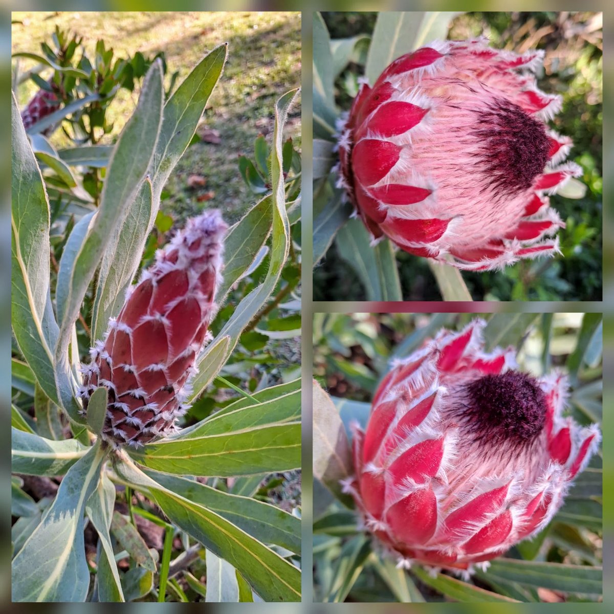 Solve Happiness is....Queen Protea Magnifica. jigsaw puzzle online with ...