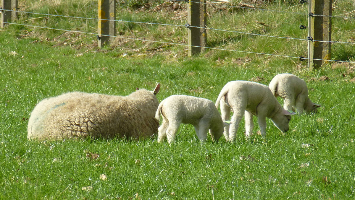 Solve Spring, sheep, lambs... learning to eat grass ... jigsaw puzzle ...