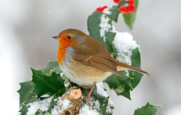 Solve Sweet Robin Red Breast jigsaw puzzle online with 60 pieces