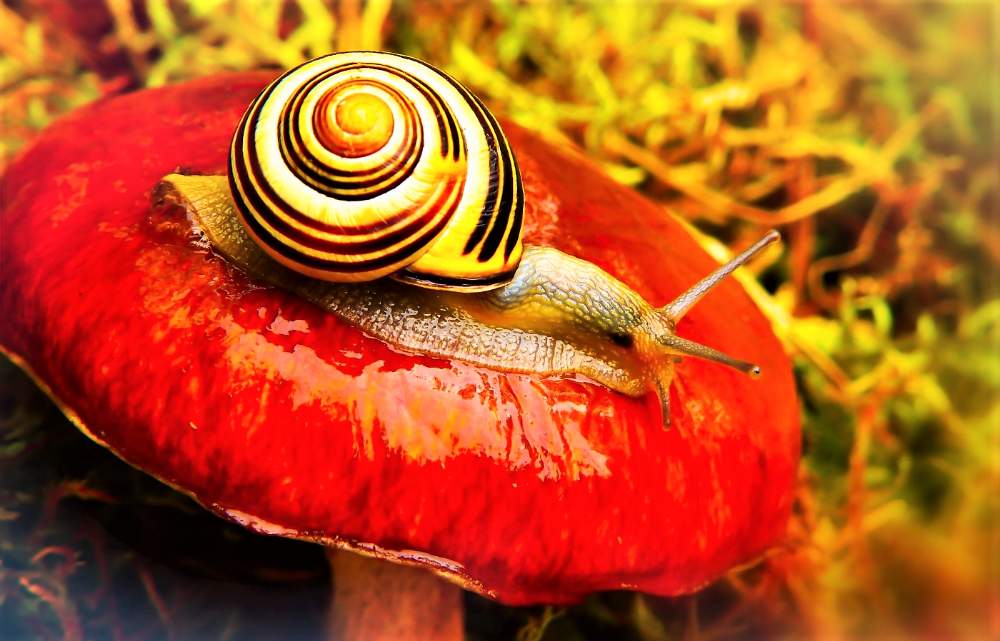 Solve POLYMITA PICTA, ALSO KNOWN AS THE CUBAN PAINTED SNAIL - 1 OF 4 ...