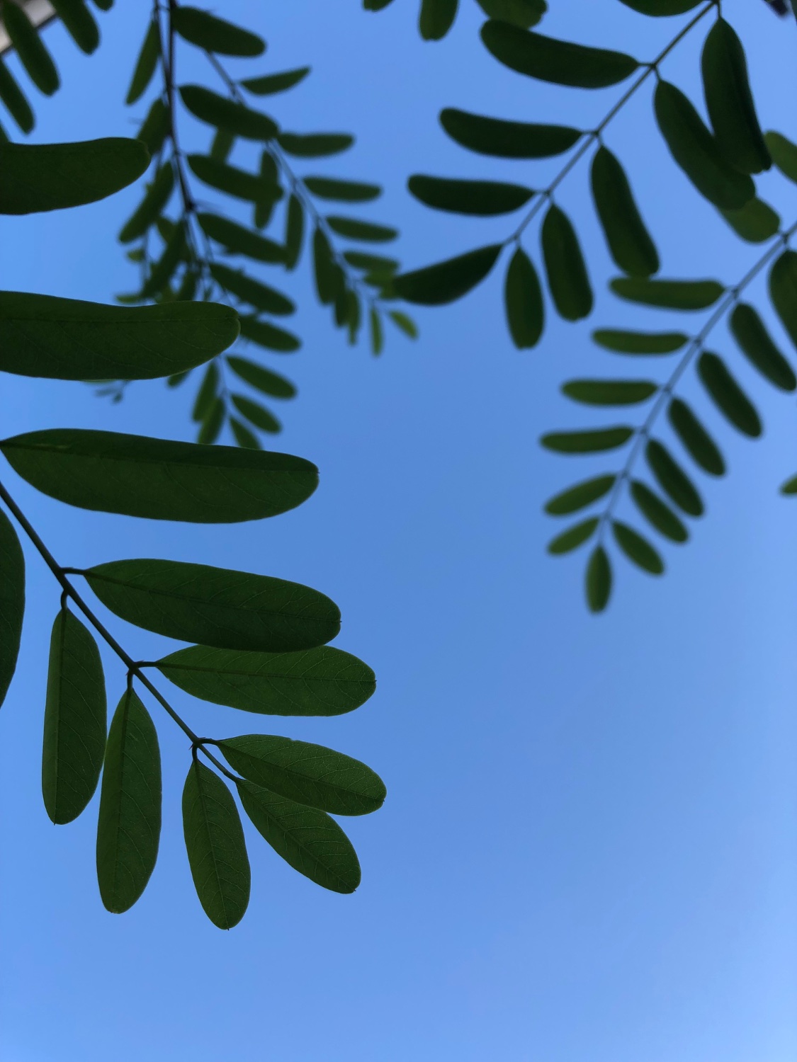 Solve Looking up jigsaw puzzle online with 63 pieces