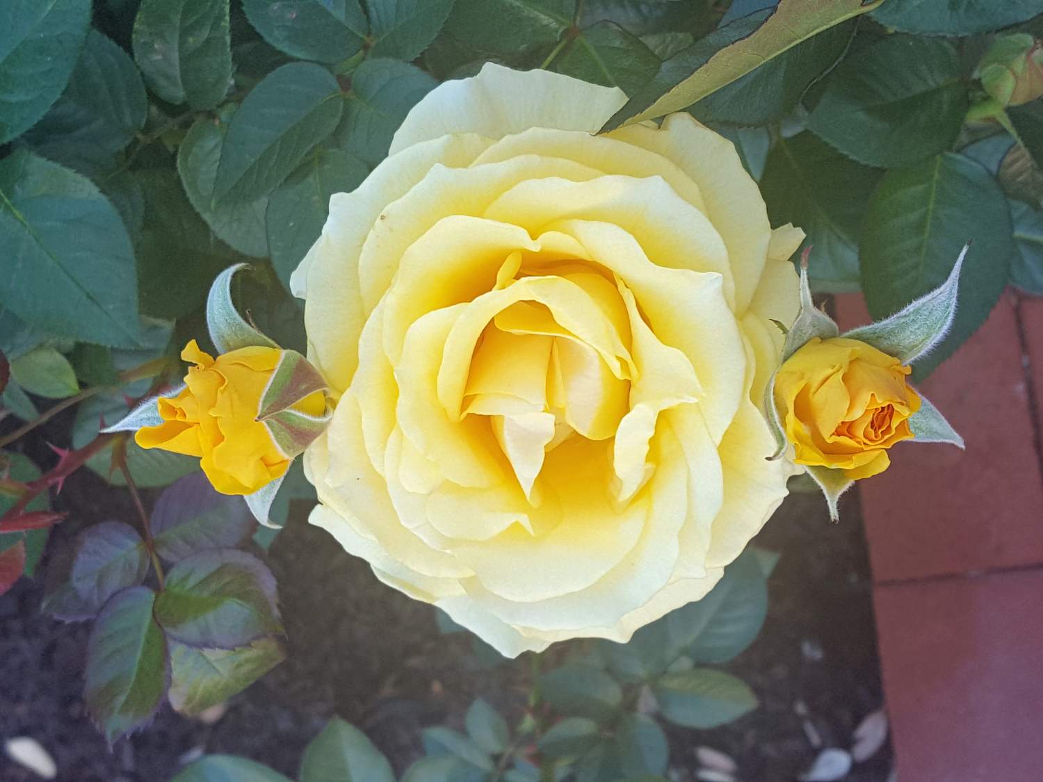 Solve Yellow Roses jigsaw puzzle online with 70 pieces