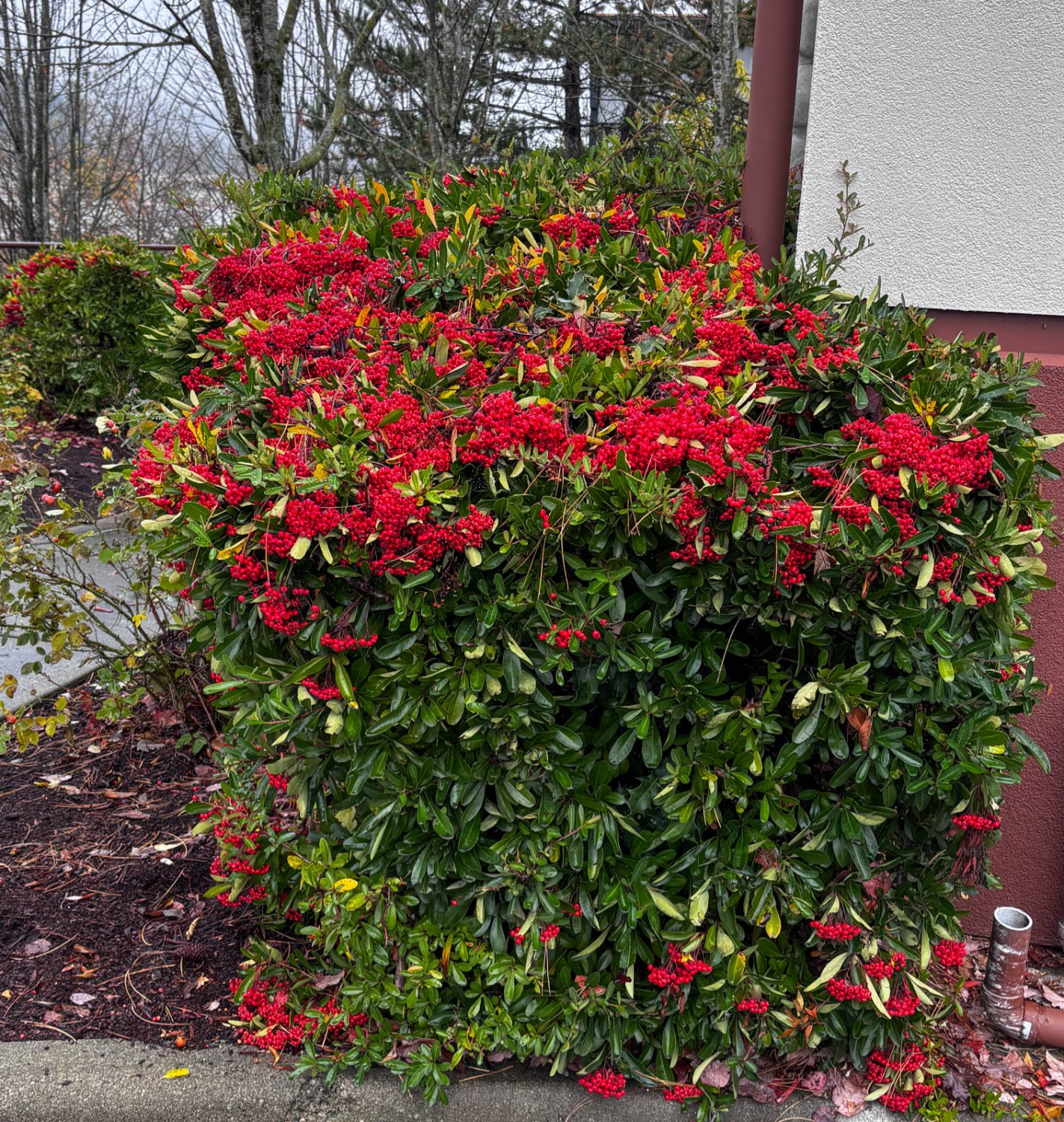 Solve A beautiful Firethorn shrub in Vancouver Island. jigsaw puzzle ...