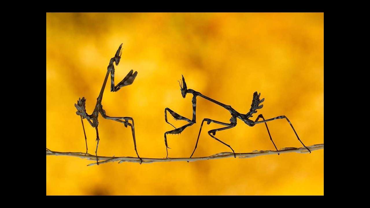 Solve Mating dance jigsaw puzzle online with 18 pieces