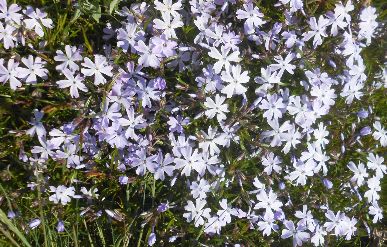 Solve flox jigsaw puzzle online with 24 pieces