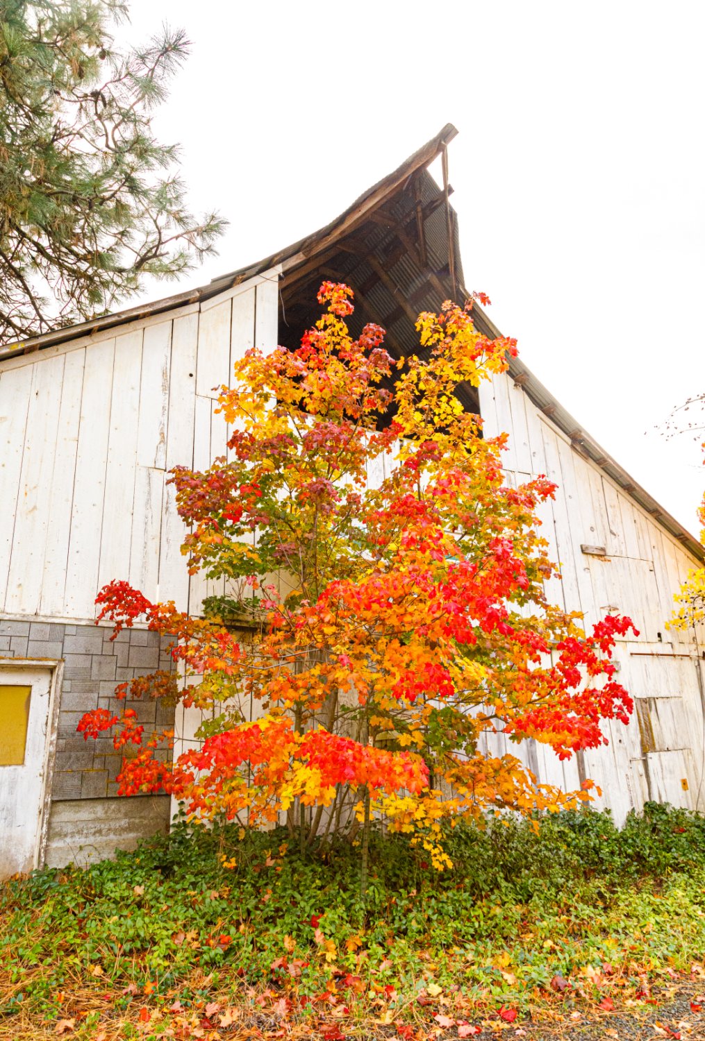 Jigsaw Puzzle | 96 pieces | A BARN IN THE FALL | Jigidi