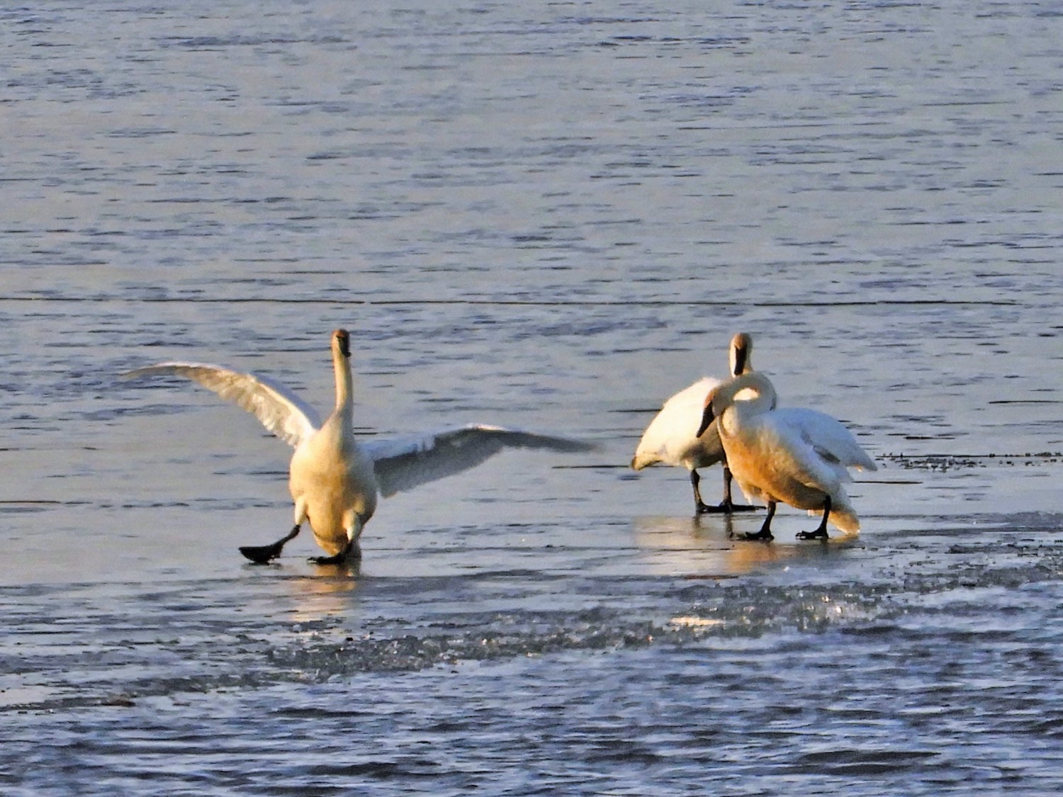 Solve "Oops! It was more slippery than I thought!" jigsaw puzzle online ...