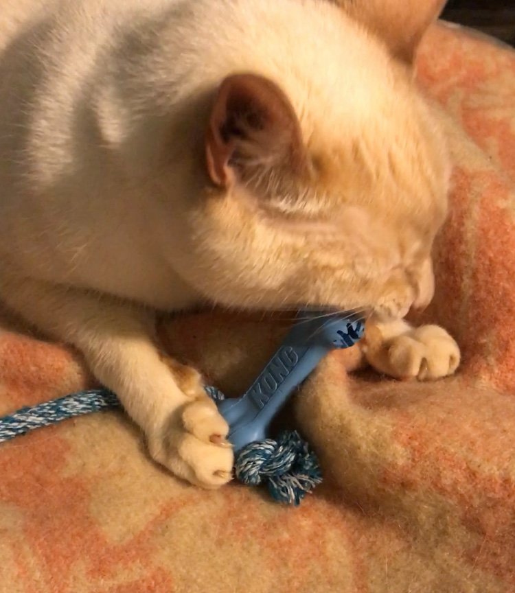 Solve Thor's puppy bone jigsaw puzzle online with 42 pieces