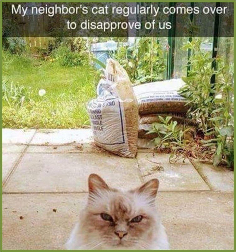 Solve Felina Is A Real Snob! jigsaw puzzle online with 36 pieces