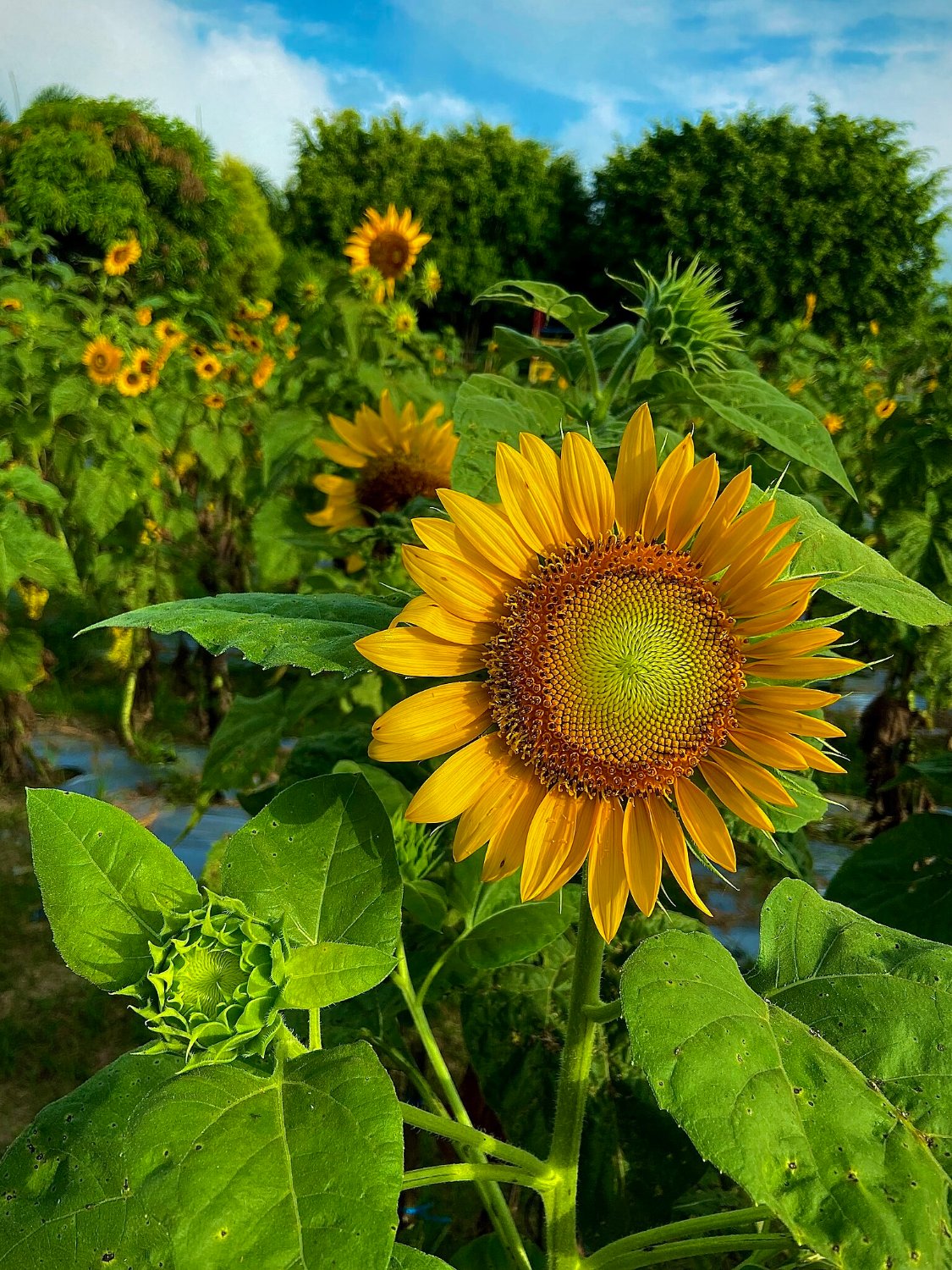Solve Tayug_Sunflower_Eco_Park_in_Pangasinan_67 jigsaw puzzle online ...