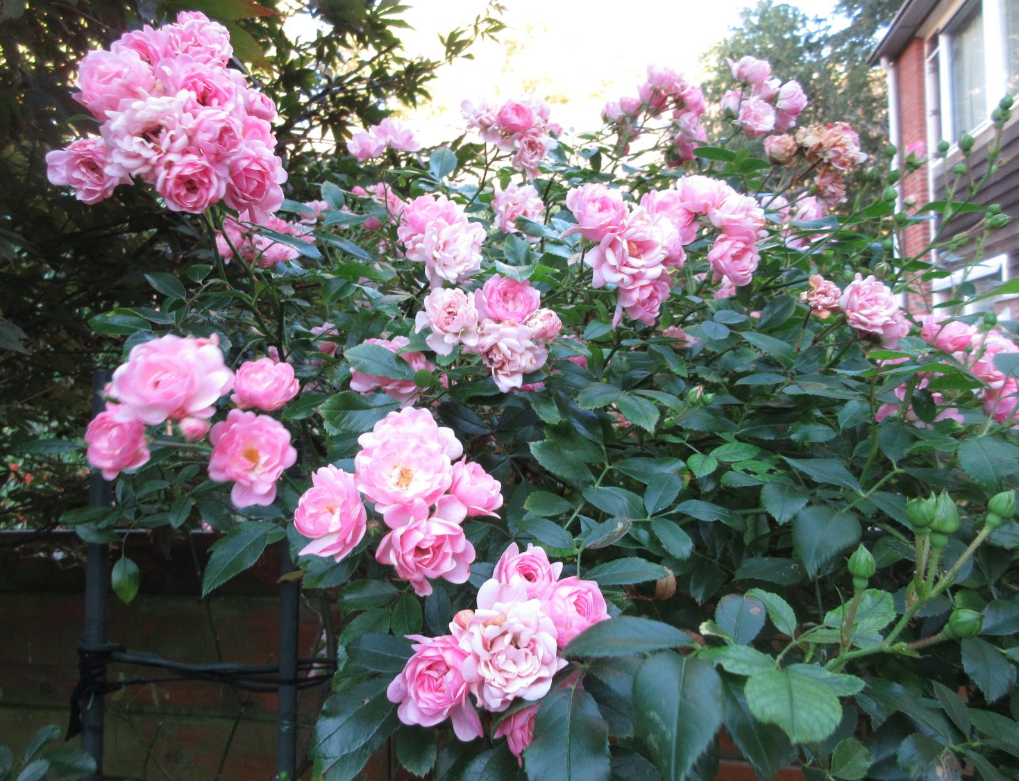 Solve Cascade Rose.... jigsaw puzzle online with 35 pieces