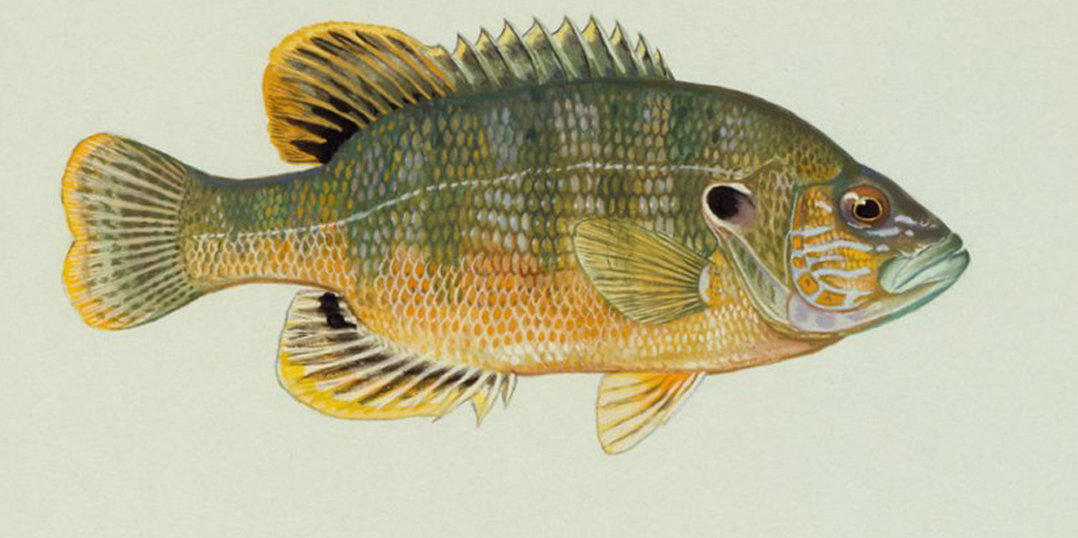 Solve 25 - Crapet-soleil - Groene zonnebaars jigsaw puzzle online with ...