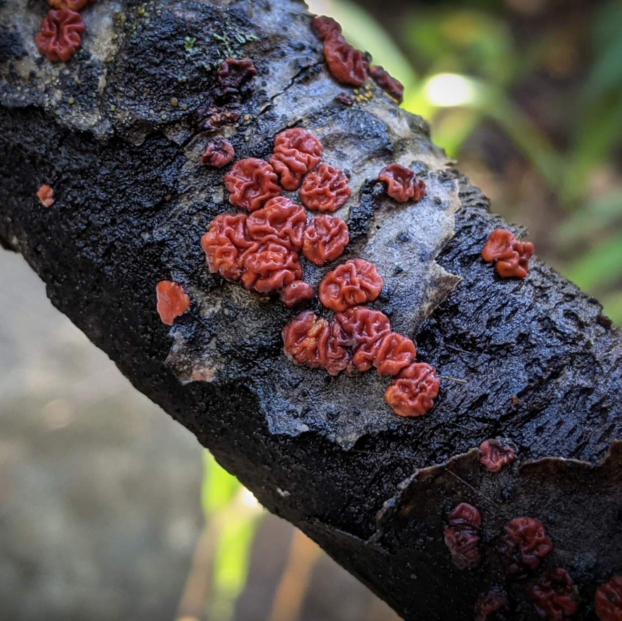 Solve Fungus Amongus jigsaw puzzle online with 100 pieces