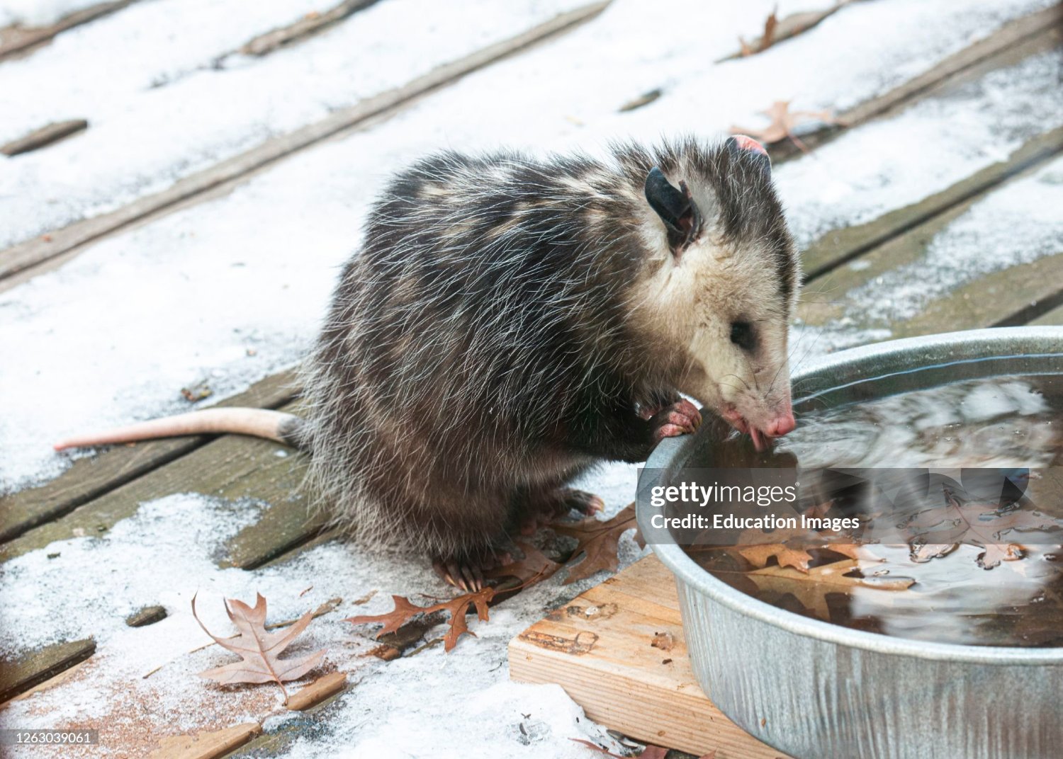 Solve Virginia Opossum drinking on a deck jigsaw puzzle online with 12 ...