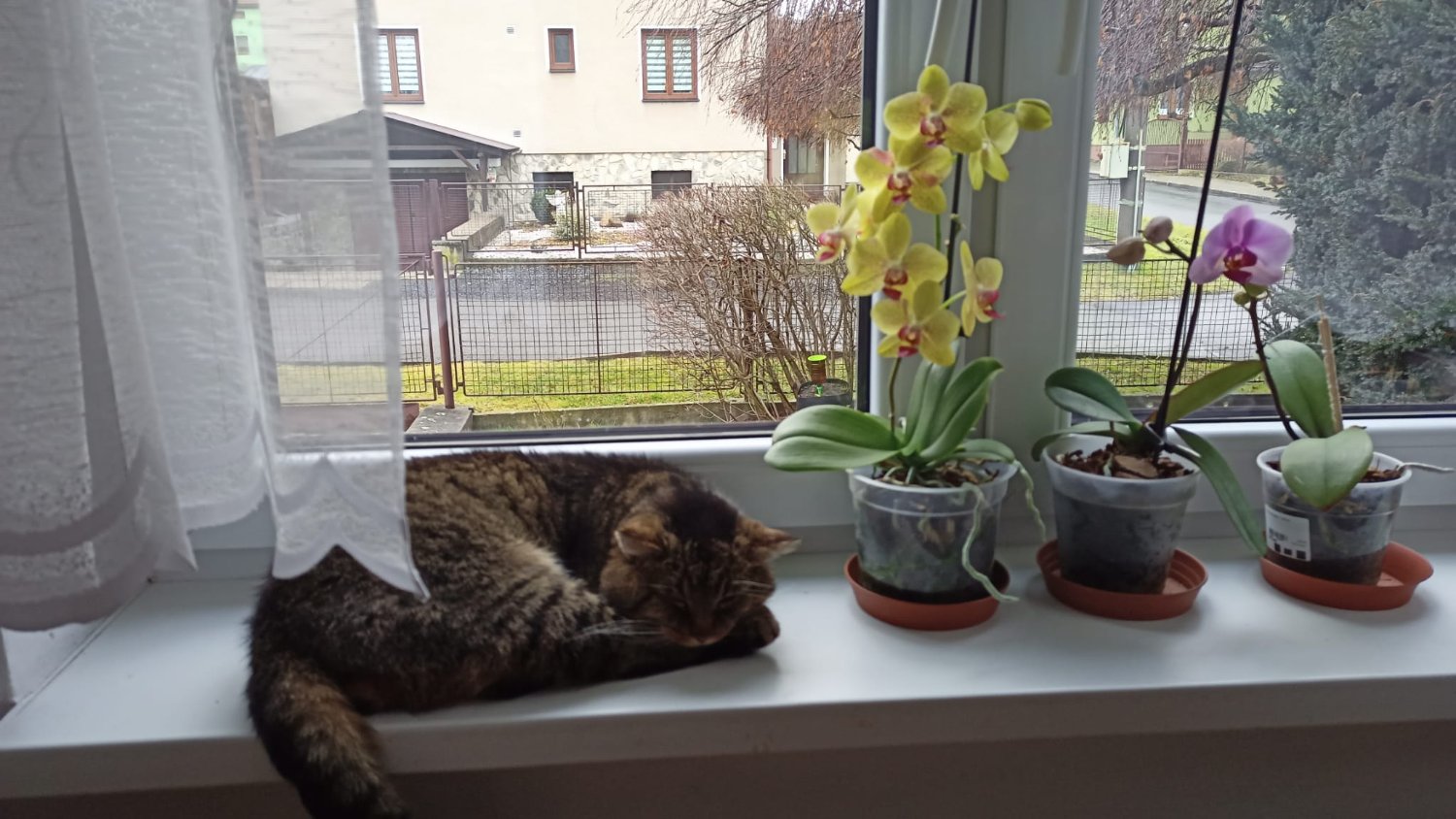 Solve Mourek na okně 2 / Cat on the window jigsaw puzzle online with 28 ...