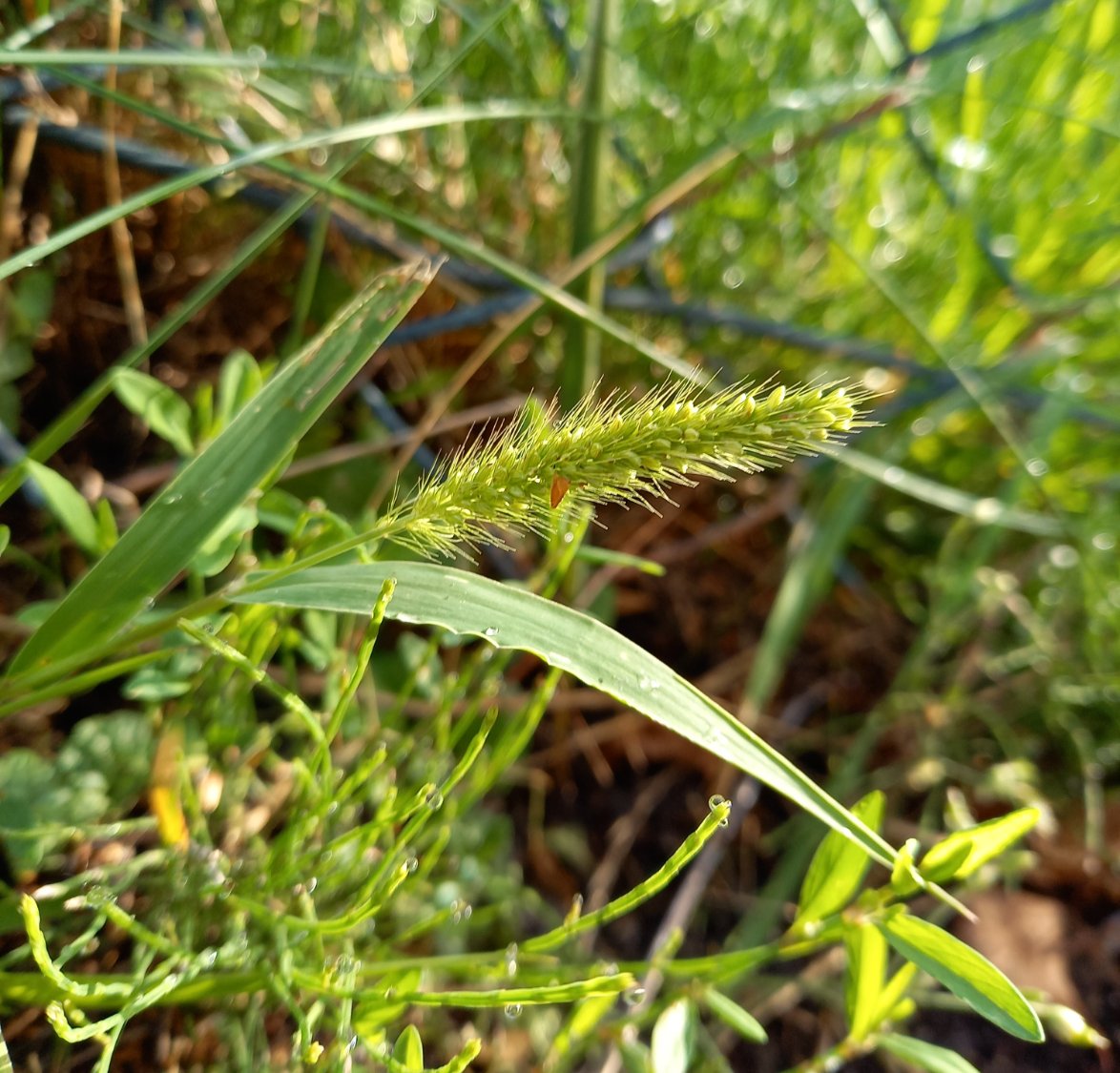 Solve Urban Biodiversity jigsaw puzzle online with 25 pieces
