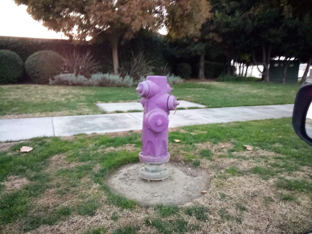 Solve Have you ever seen a purple fire hydrant? jigsaw puzzle online ...