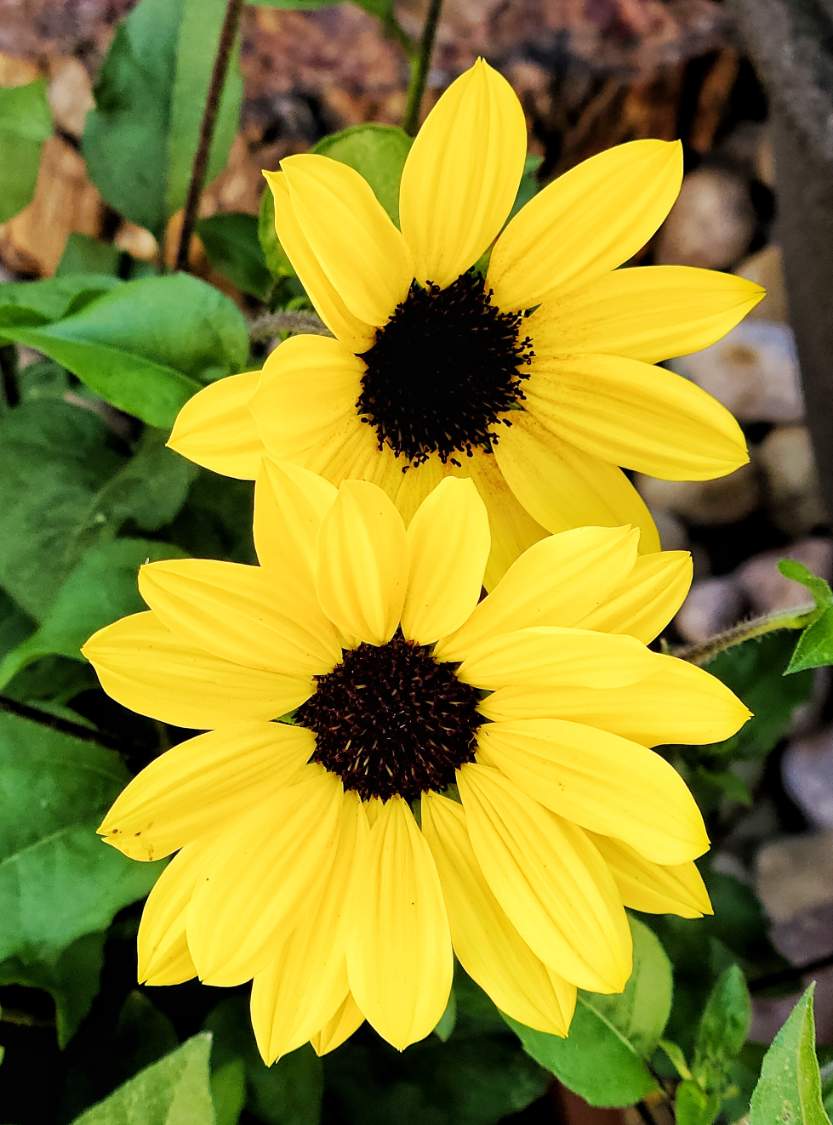 Solve Double Vision jigsaw puzzle online with 35 pieces