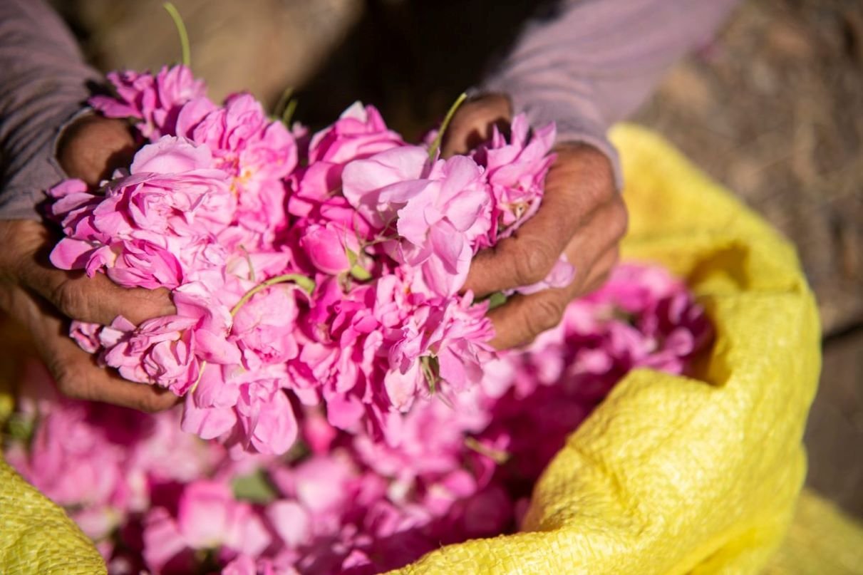 Solve Rose Water - Rose Essence - the finest are the Mohammadi Rose ...
