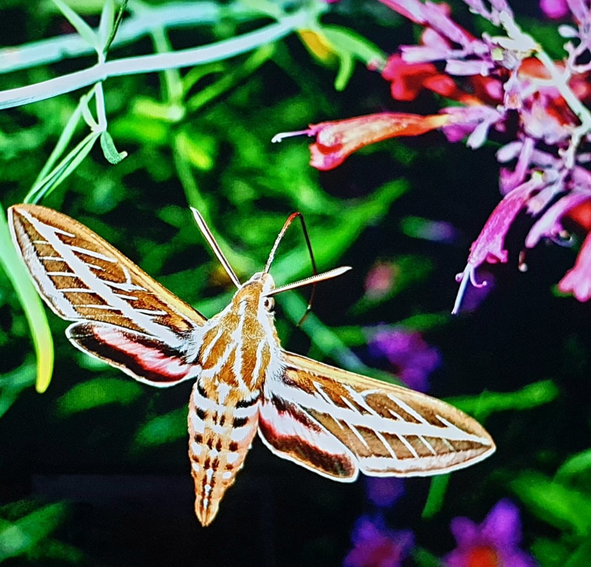 Solve HUMMINGBIRD MOTH jigsaw puzzle online with 25 pieces