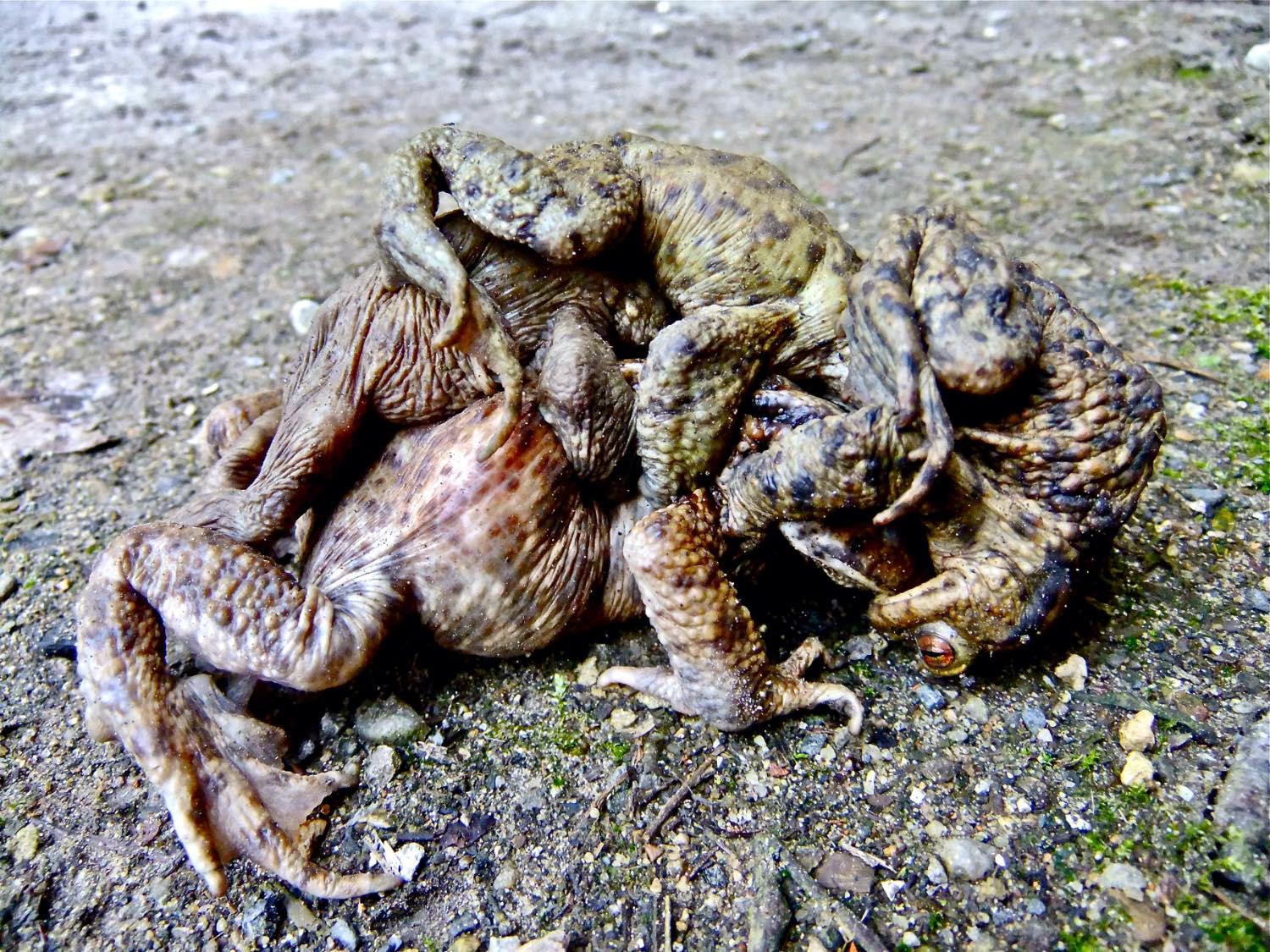 Solve Toad Ball. jigsaw puzzle online with 99 pieces