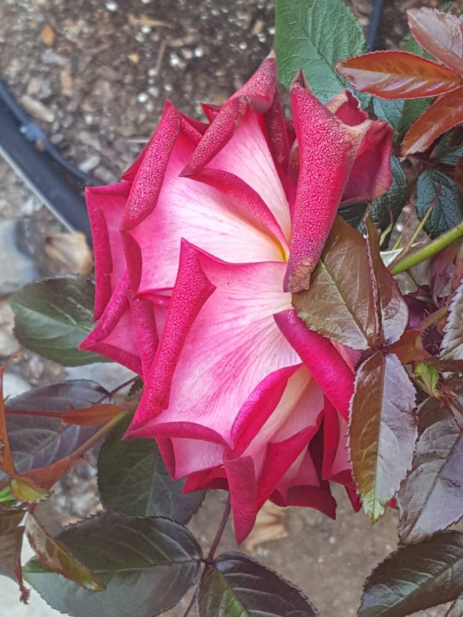 Solve Underside of the Rose Petals jigsaw puzzle online with 80 pieces