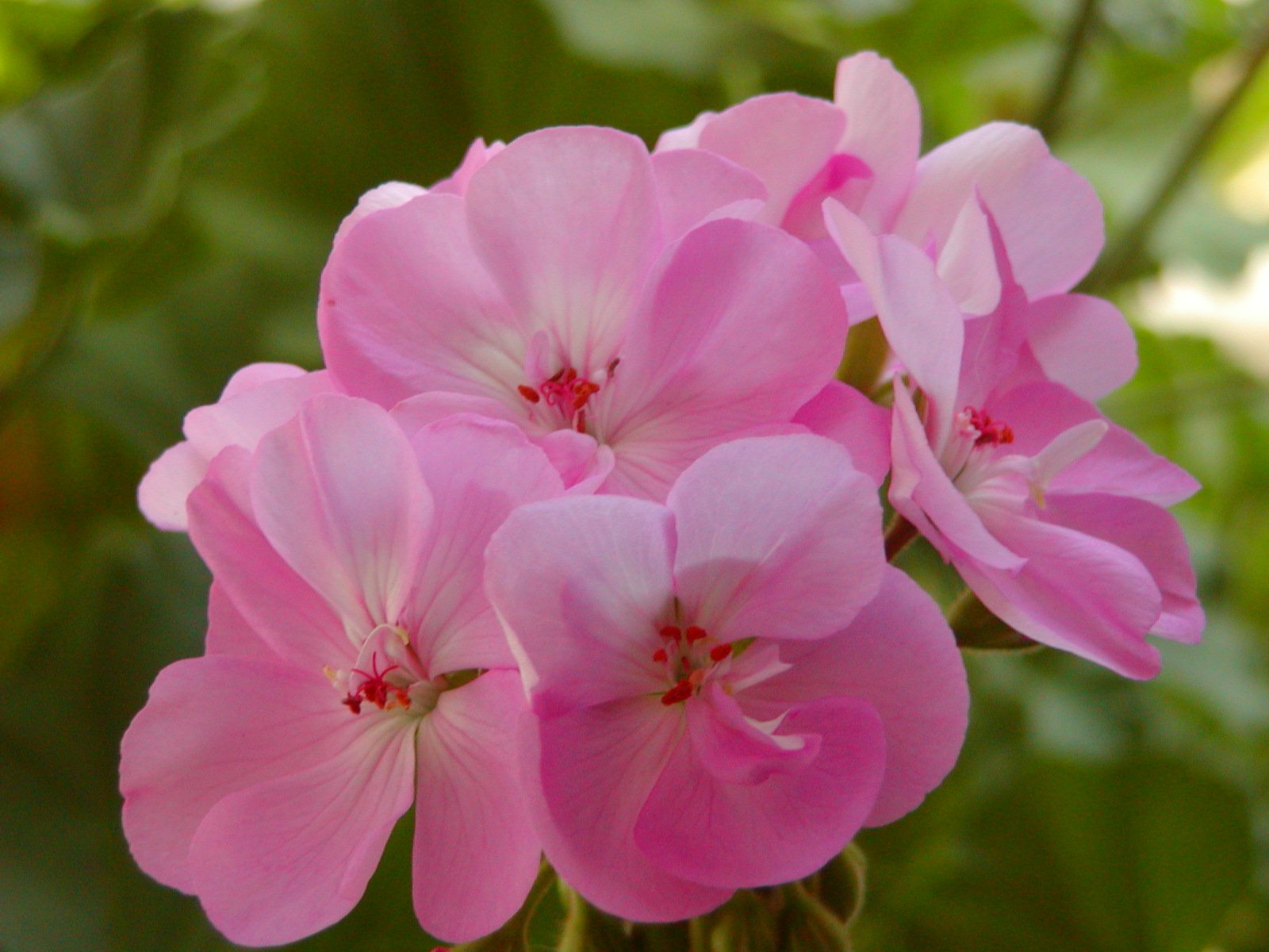 Solve pink geranium jigsaw puzzle online with 88 pieces