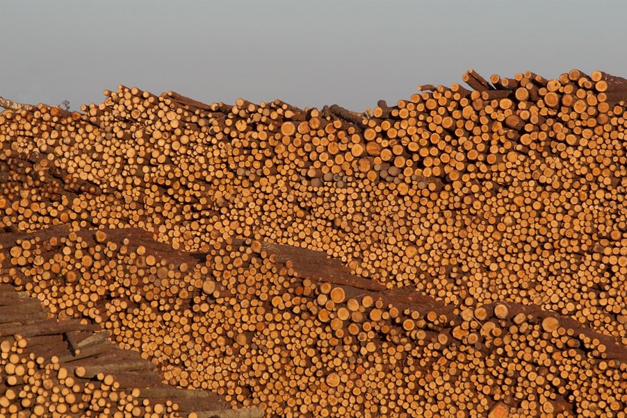 Solve Big Pile of Small Pine Logs jigsaw puzzle online with 77 pieces