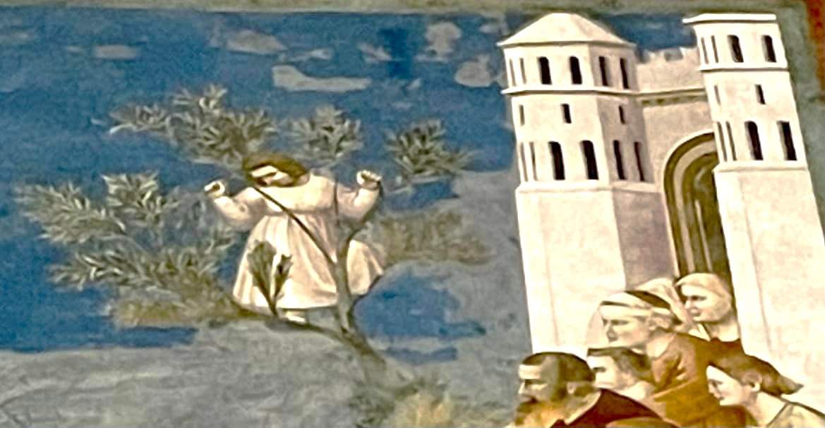 Solve Giotto’s fresco, entry into Jerusalem, with person in tree ...