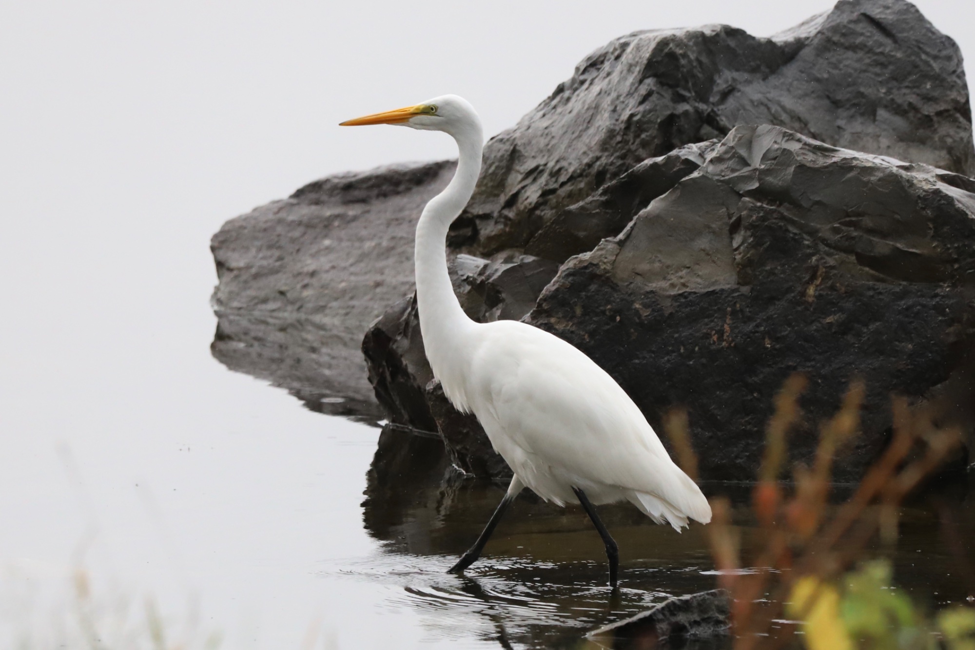 Solve Great Egret jigsaw puzzle online with 77 pieces