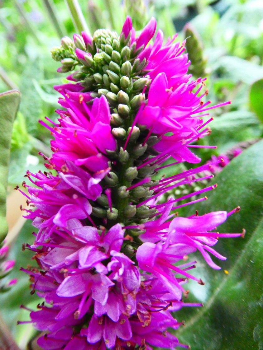 Solve Veronica Spyler Pink jigsaw puzzle online with 12 pieces