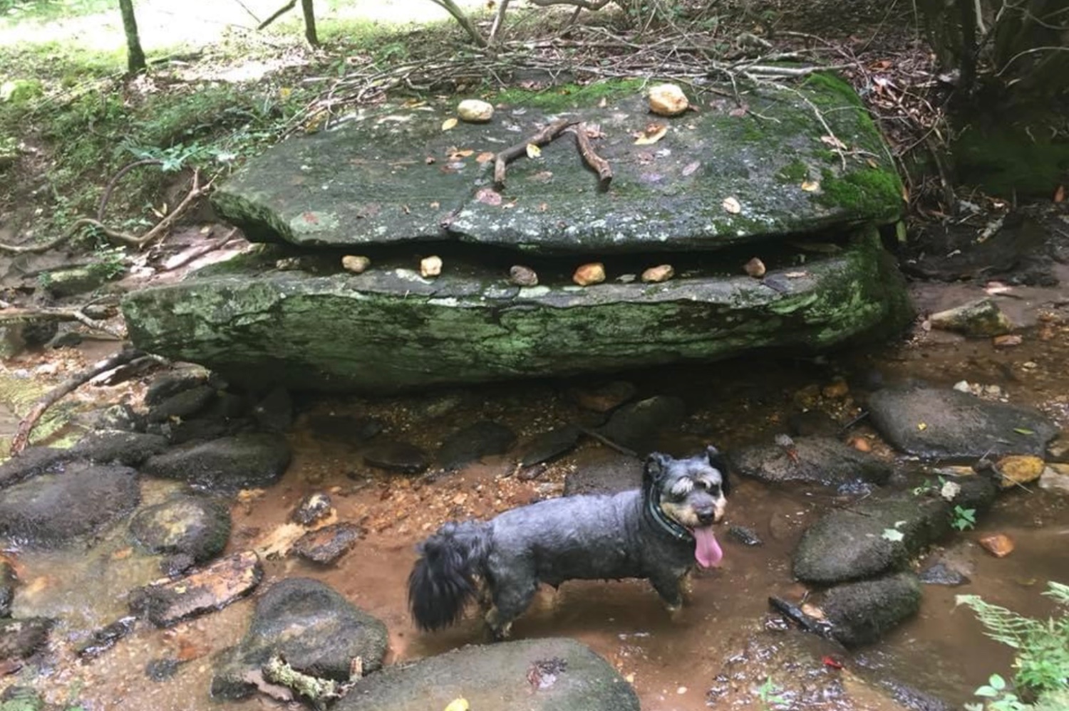 Jigsaw Puzzle | 35 pieces | Tater with the smiley rock | Jigidi