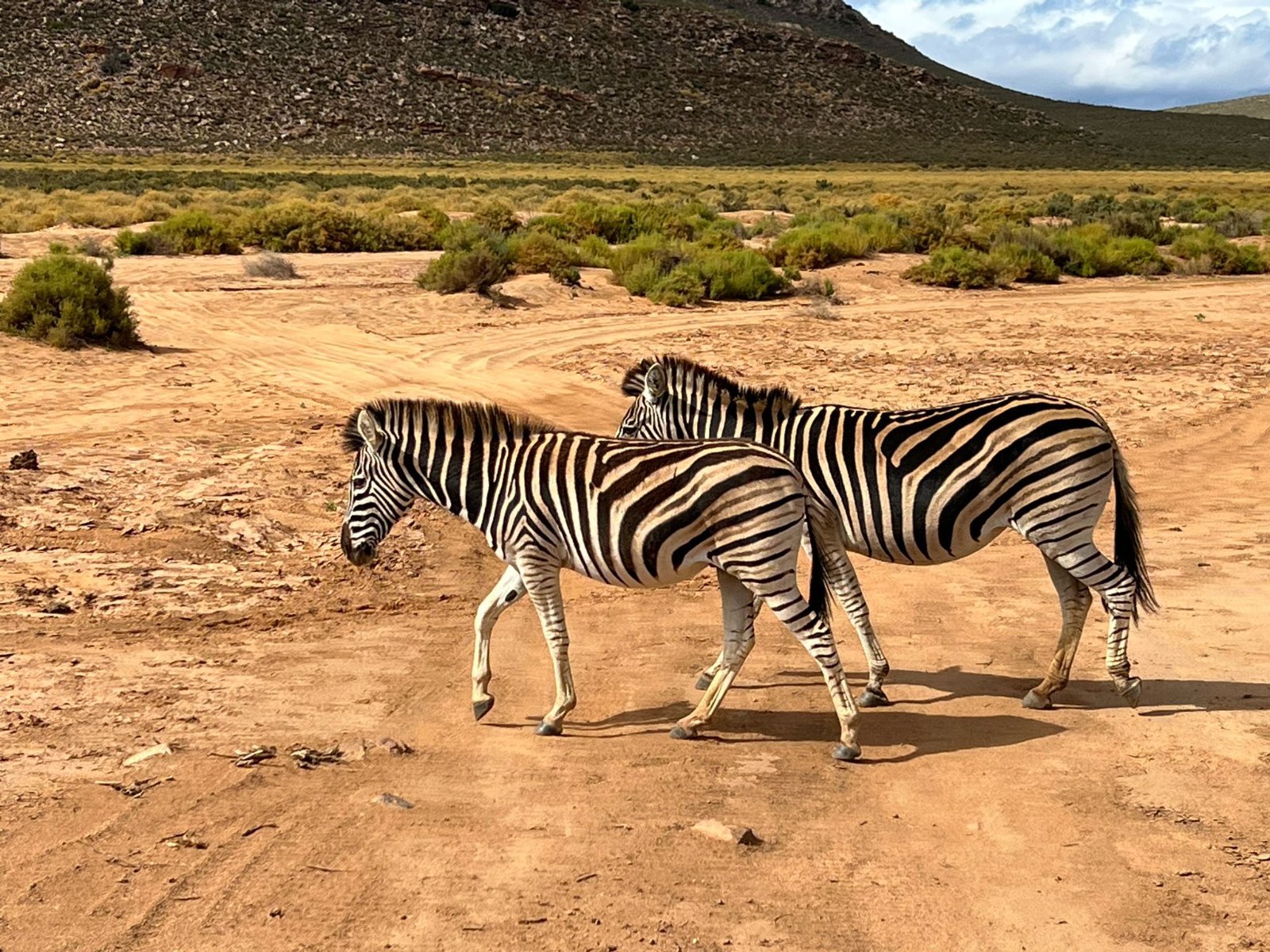 Solve Zebra jigsaw puzzle online with 48 pieces