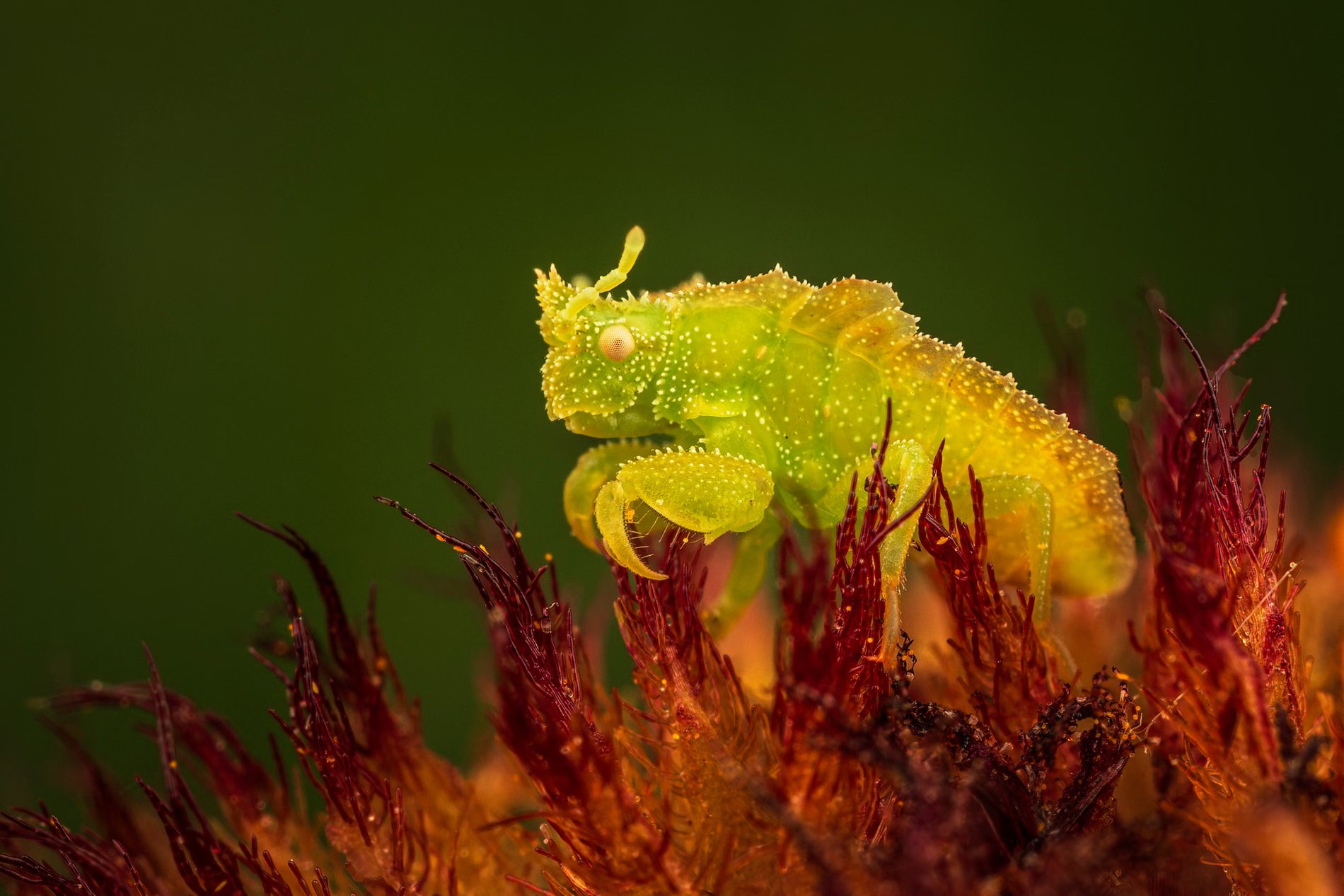 Solve ambush bug jigsaw puzzle online with 70 pieces