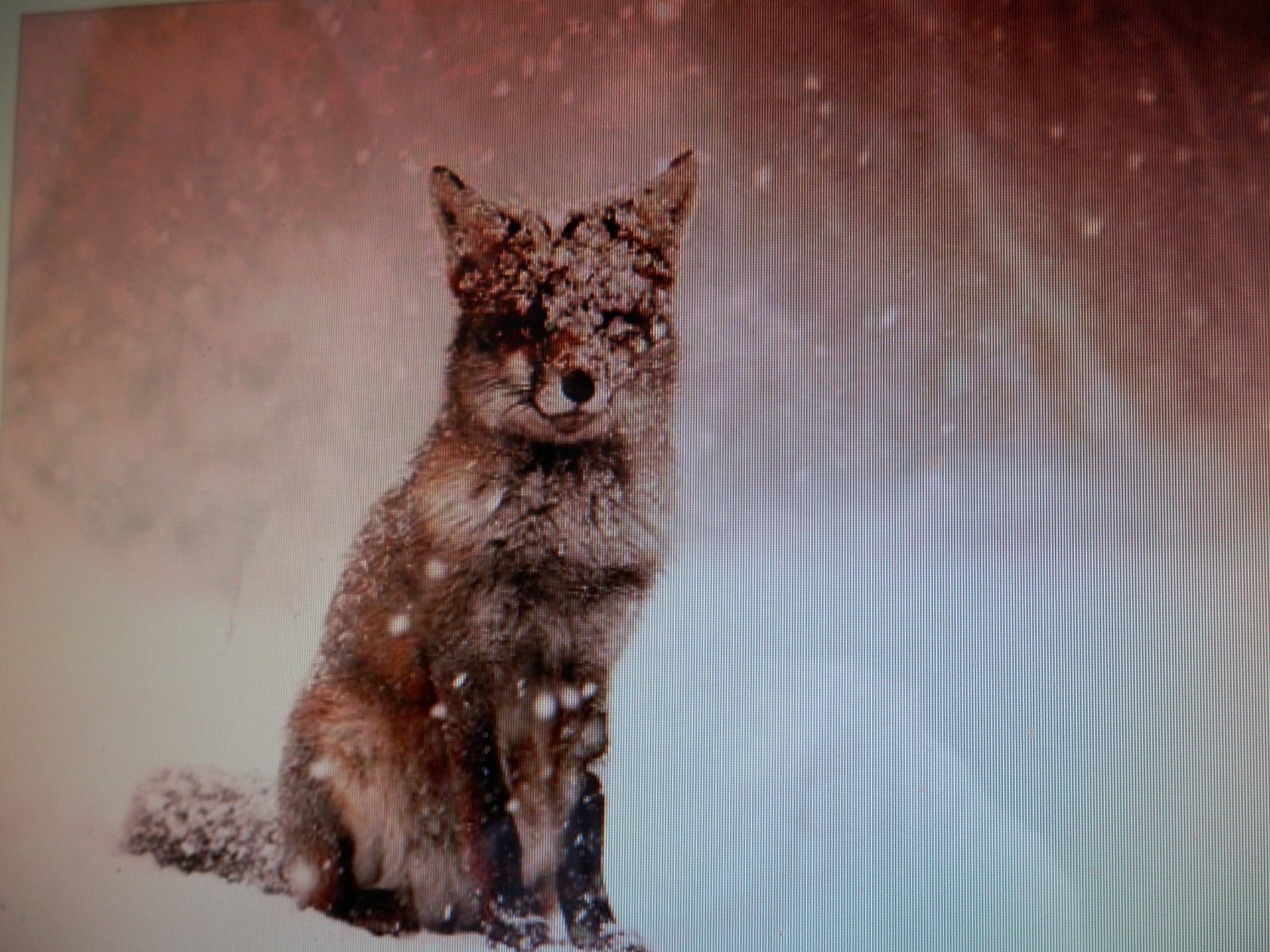 Solve Red Fox in a snow storm. jigsaw puzzle online with 20 pieces