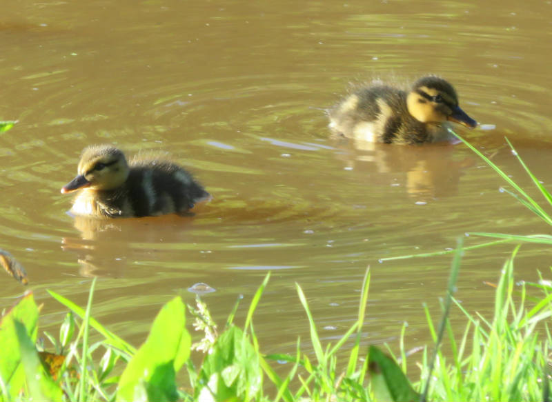 Solve Mallard ducklings jigsaw puzzle online with 12 pieces