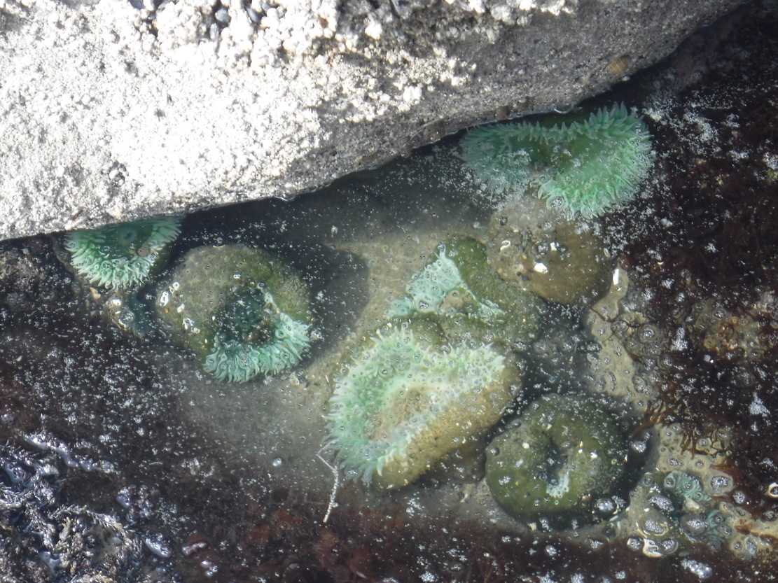 Solve Anemones in a Tide Pool, Oregon's public-owned coastline jigsaw ...