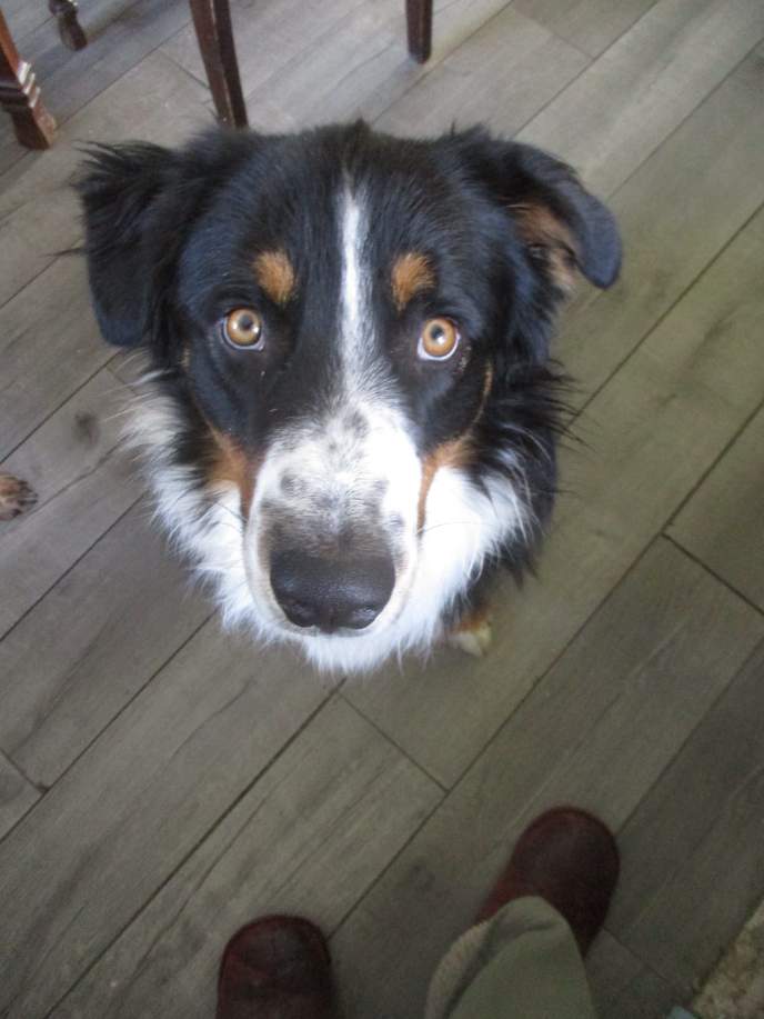 Solve Rufus jigsaw puzzle online with 12 pieces