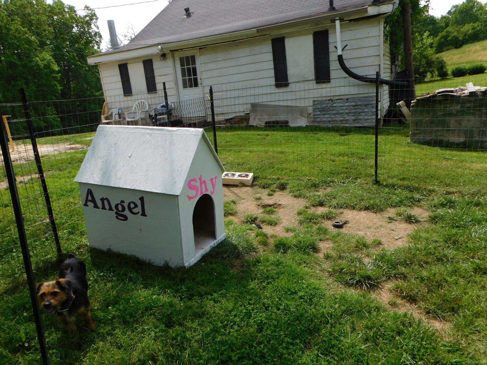 Solve RANDY MADE DOG HOUSE FOR HIS 4 DPGS WHEN OUTSIDE PAINTED THIER ...
