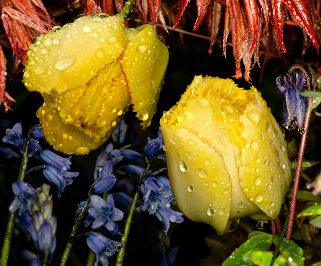 Solve flowers in the rain taken with my new Metz ring flash jigsaw ...