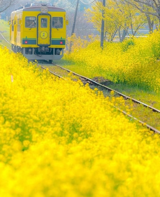 Solve Spring in yellow jigsaw puzzle online with 42 pieces