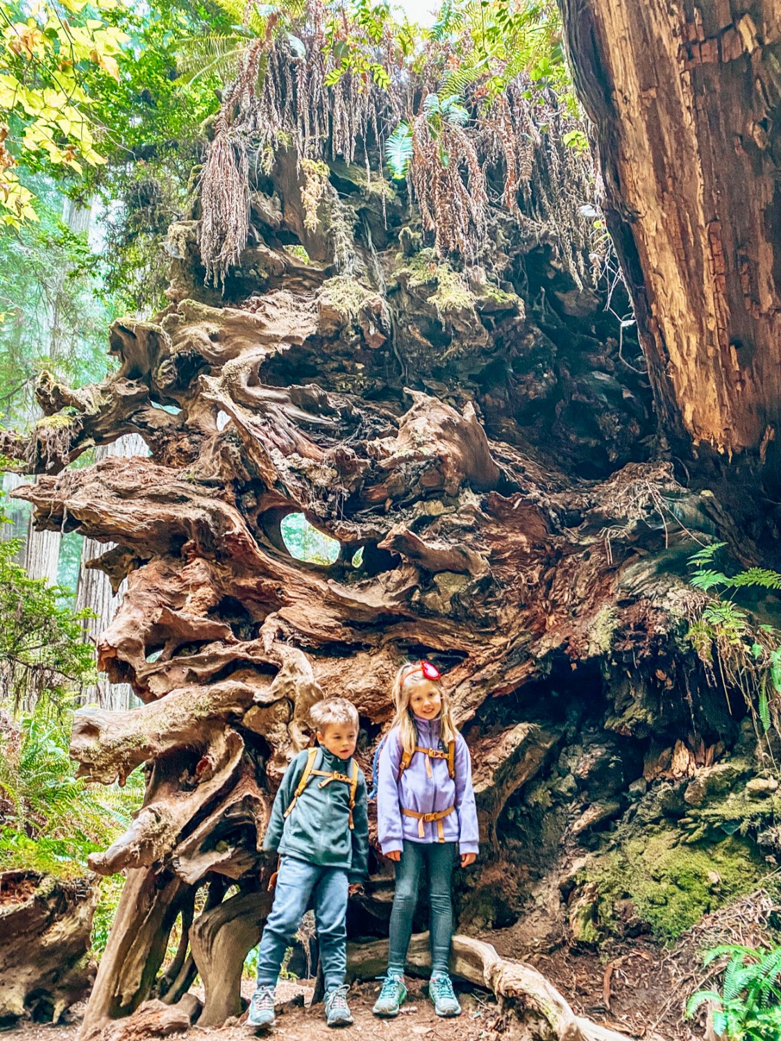 Solve Redwood National Parks with Kids jigsaw puzzle online with 63 pieces