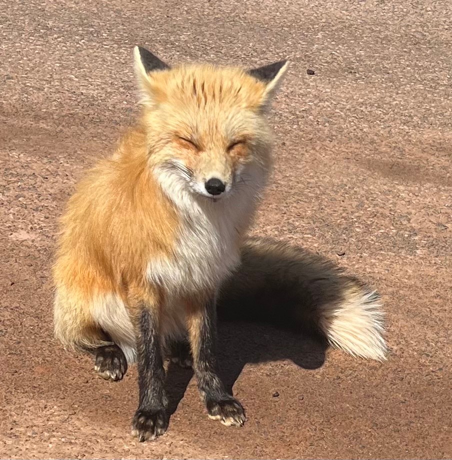 Solve Red Fox jigsaw puzzle online with 64 pieces