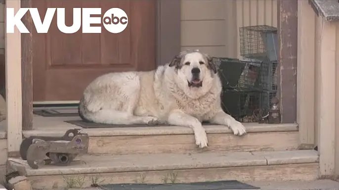 Solve BUFORD jigsaw puzzle online with 15 pieces