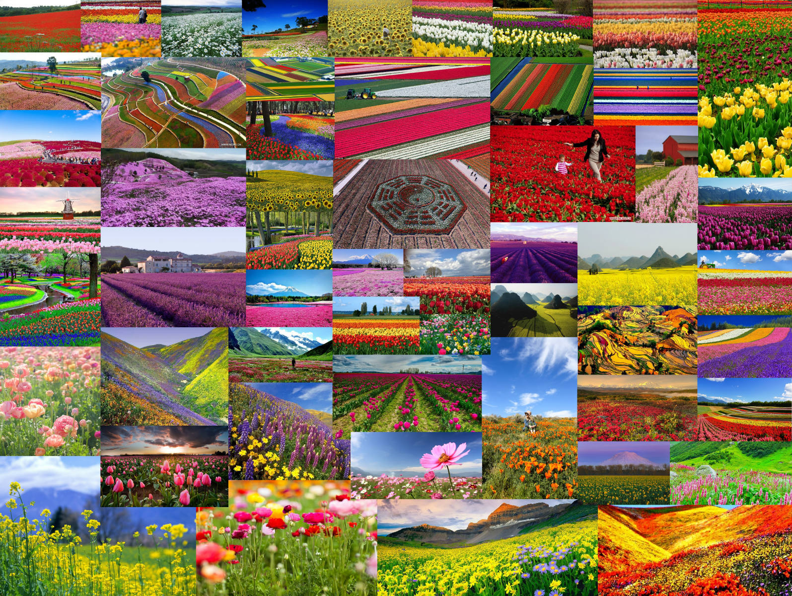 Solve Spring flower fields jigsaw puzzle online with 540 pieces