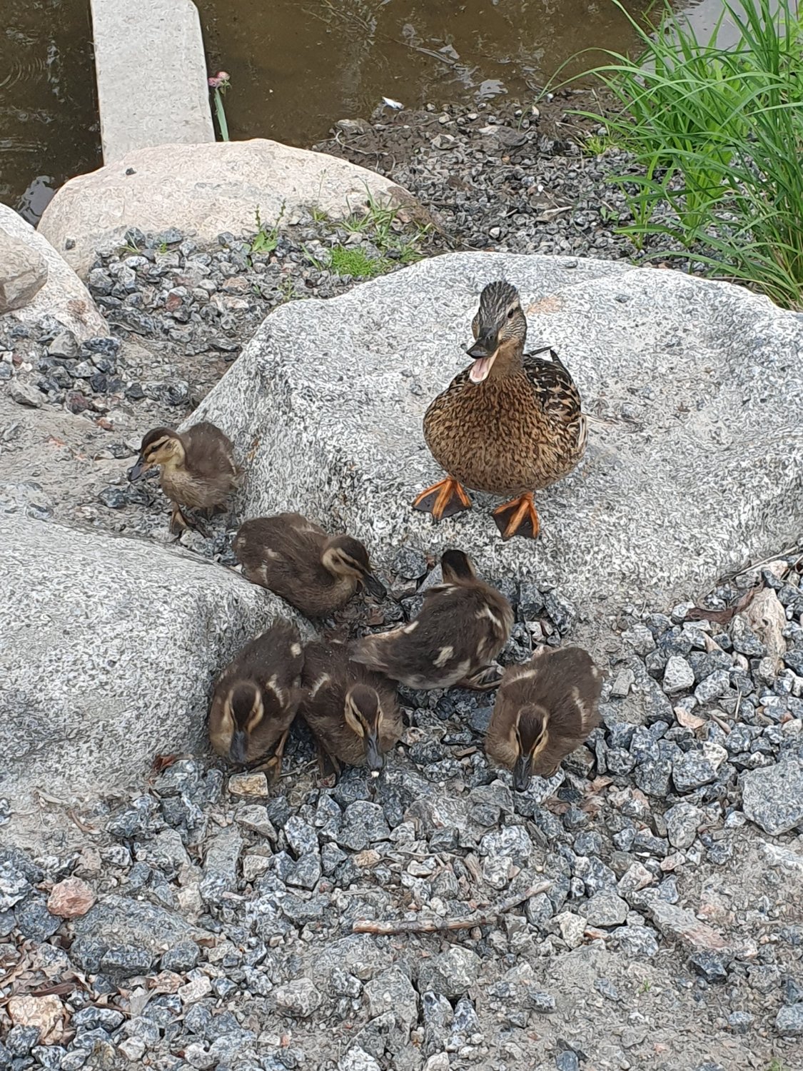 Solve Emo ja poikue jigsaw puzzle online with 130 pieces