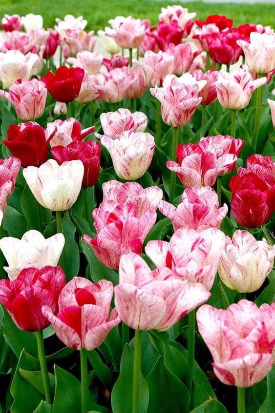 Solve Tulips jigsaw puzzle online with 12 pieces