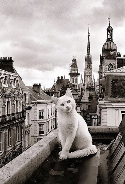 Solve Le chat!!! jigsaw puzzle online with 70 pieces