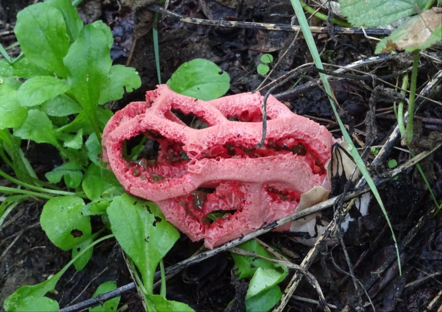 Solve clathrus ruber jigsaw puzzle online with 96 pieces