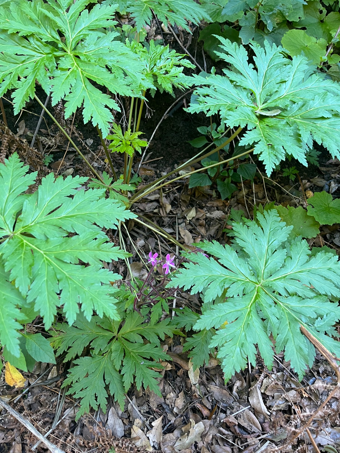 Solve Geranium jigsaw puzzle online with 266 pieces